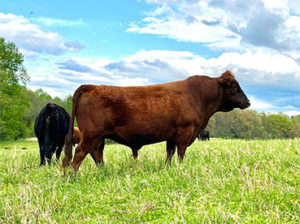 The perfect homestead cow | To Gather Together as One